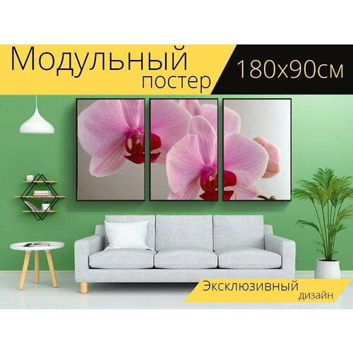 Модульный постер "Орхидея, фаленопсис, цвести" 180 x 90 см. для интерьера