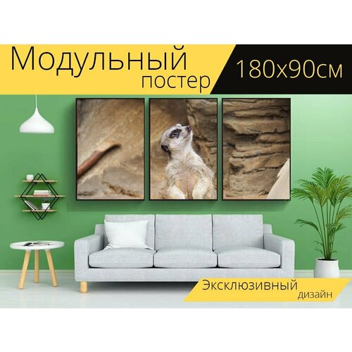 Модульный постер "Сурикат, африканский сурикат, животное" 180 x 90 см. для интерьера
