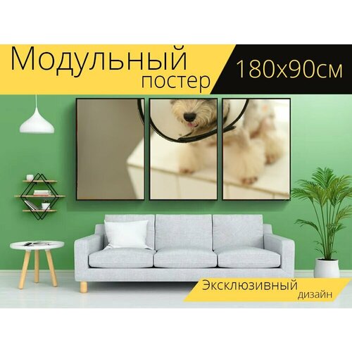 Модульный постер "Собака, щенок, конус для домашних животных" 180 x 90 см. для интерьера