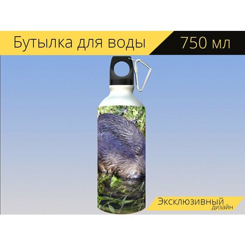 Бутылка фляга для воды "Бобр, водных животных, защищенный" 750 мл. с карабином и принтом