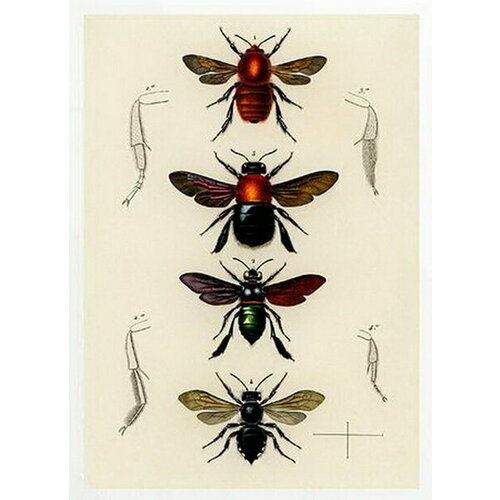 Плакат, постер на бумаге энтомология насекомые рисунки. Размер 60 х 84 см