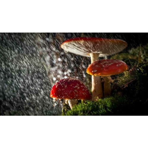 Картина на холсте 60x110 LinxOne "Макро боке дождь грибы капли" интерьерная для дома / на стену / на кухню / с подрамником