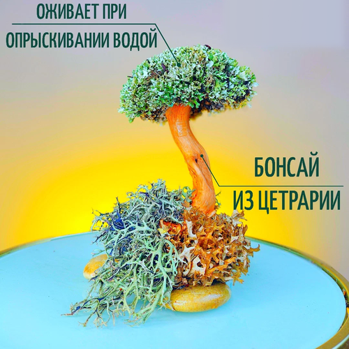 Цетрария, декоративное дерево для интерьера из Исландского мха / Сухоцветы для дома, для офиса, для приемной