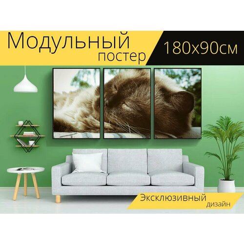 Модульный постер "Британская короткошерстная кошка, кот, милый" 180 x 90 см. для интерьера