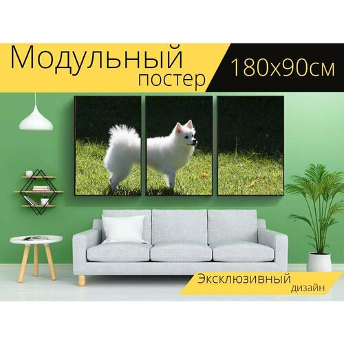 Модульный постер "Шпиц, домашний питомец, собака" 180 x 90 см. для интерьера