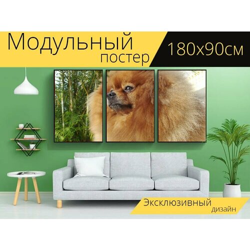Модульный постер "Рэмбо, померанский шпиц, собака" 180 x 90 см. для интерьера