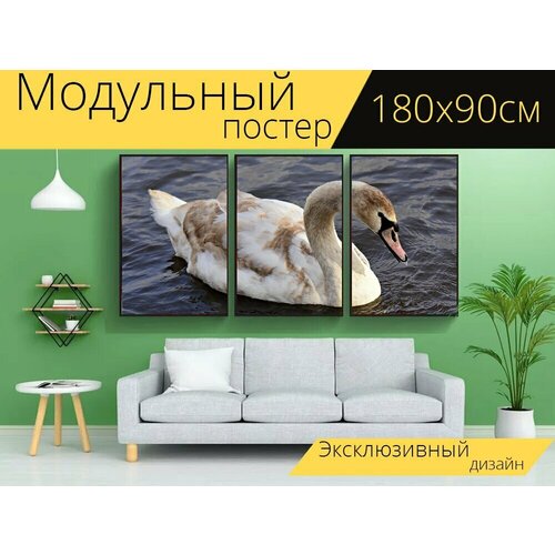 Модульный постер "Лебедь, водоплавающая птица, животное" 180 x 90 см. для интерьера