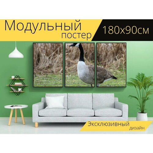 Модульный постер "Канадский гусь, дикий гусь, водоплавающая птица" 180 x 90 см. для интерьера