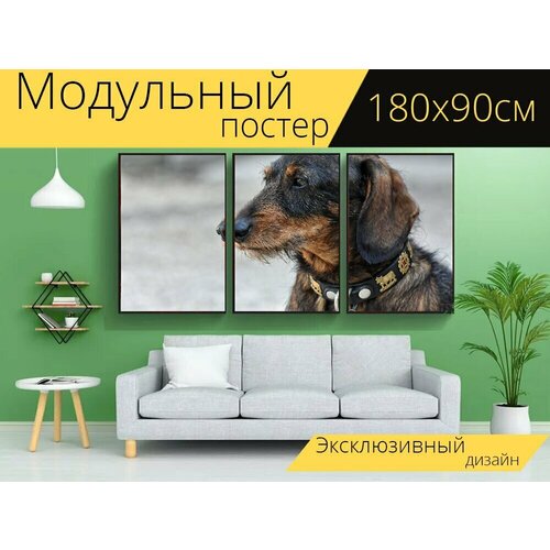 Модульный постер "Такса, жесткошерстная такса, собака" 180 x 90 см. для интерьера