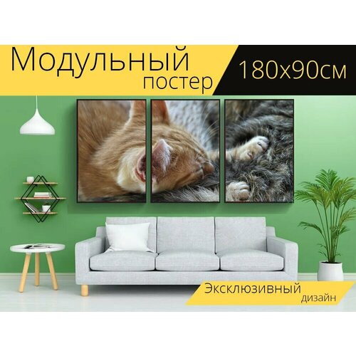 Модульный постер "Кот, молодой, напиток" 180 x 90 см. для интерьера