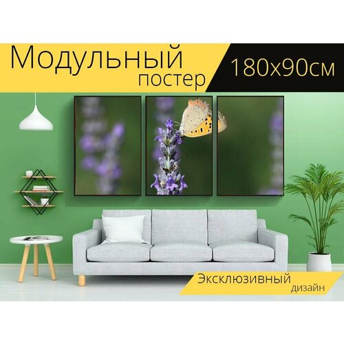 Модульный постер "Бабочка, насекомое, закрыть" 180 x 90 см. для интерьера