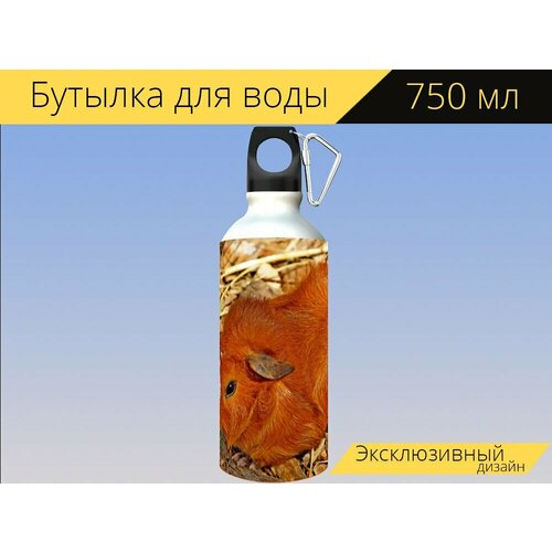 Бутылка фляга для воды "Морская свинка, животное, грызун" 750 мл. с карабином и принтом