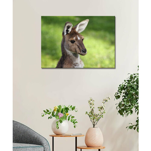 Картина - кенгуру, длинноухий кенгуру, маленький кенгуру, кенгуру в природе (16) 20х30