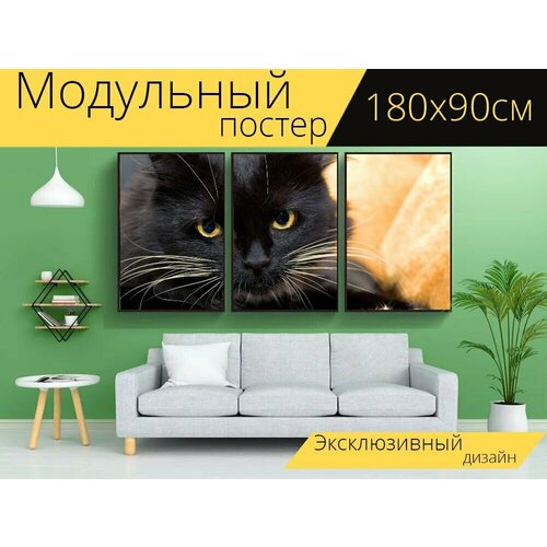 Модульный постер "Кот, черный, домашнее животное" 180 x 90 см. для интерьера