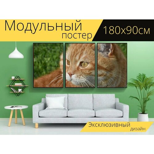 Модульный постер "Кот, рыжий, портрет" 180 x 90 см. для интерьера