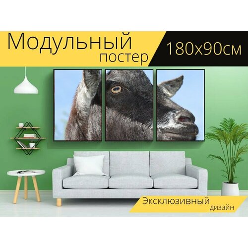 Модульный постер "Коза, козел, глаза козла" 180 x 90 см. для интерьера