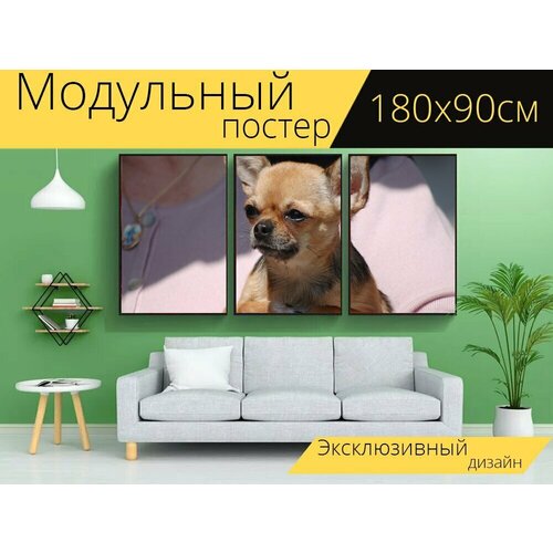 Модульный постер "Чихуахуа, собачка, собаки" 180 x 90 см. для интерьера