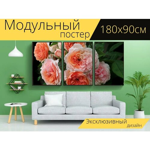 Модульный постер "Розы, цветы, дэвида остина" 180 x 90 см. для интерьера