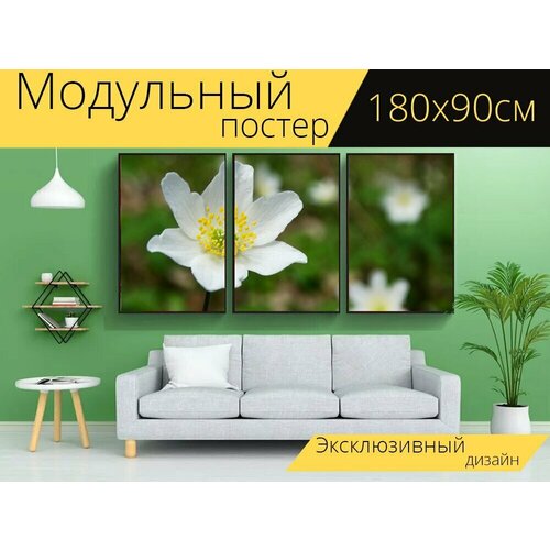 Модульный постер "Ветреница, цветок, завод" 180 x 90 см. для интерьера