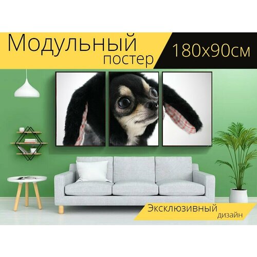 Модульный постер "Собака, чихуахуа, маленькая собака" 180 x 90 см. для интерьера