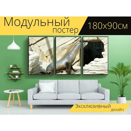 Модульный постер "Тюлень, морской лев, зоопарк" 180 x 90 см. для интерьера