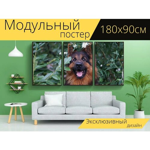 Модульный постер "Немецкая овчарка, собака, животное" 180 x 90 см. для интерьера
