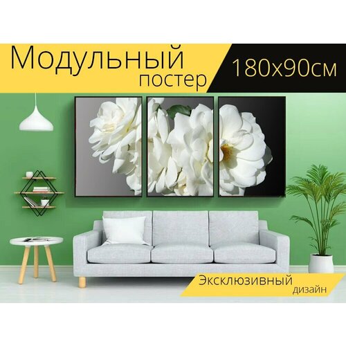 Модульный постер "Цветок, розы, белый" 180 x 90 см. для интерьера
