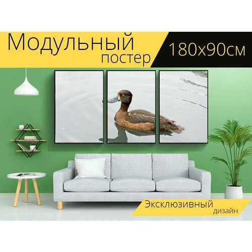 Модульный постер "Утка, браун, птица" 180 x 90 см. для интерьера