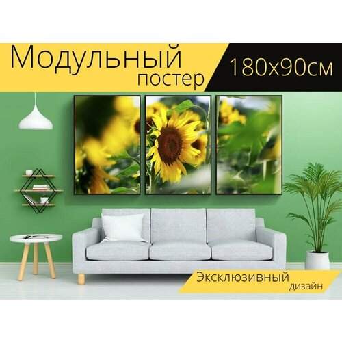 Модульный постер "Подсолнечник, цветы, блум" 180 x 90 см. для интерьера