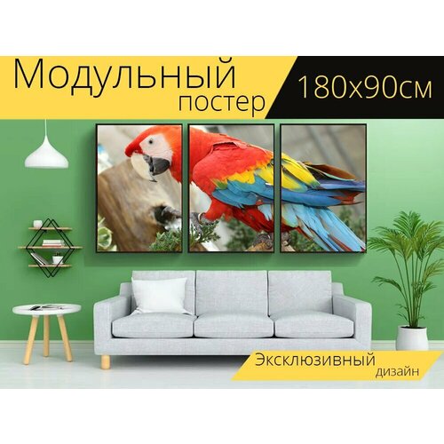 Модульный постер "Красивая ара, ара, милый попугай" 180 x 90 см. для интерьера
