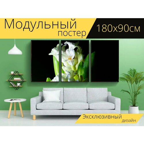 Модульный постер "Гиацинт, цвести, аромат" 180 x 90 см. для интерьера