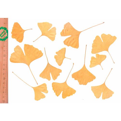 Плоские сухоцветы - Гинкго билоба, желтые листья для заливки смолой и рукоделия, 10 шт