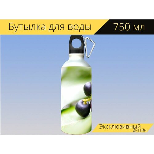 Бутылка фляга для воды "Лавры, лавровое дерево, лавровые фрукты" 750 мл. с карабином и принтом