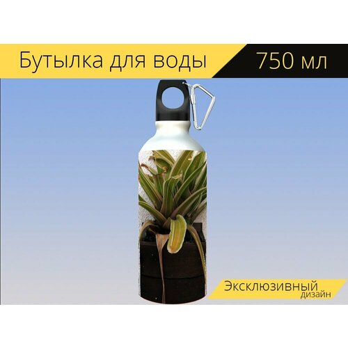Бутылка фляга для воды "Тропики, декоративные растения, бразилия" 750 мл. с карабином и принтом