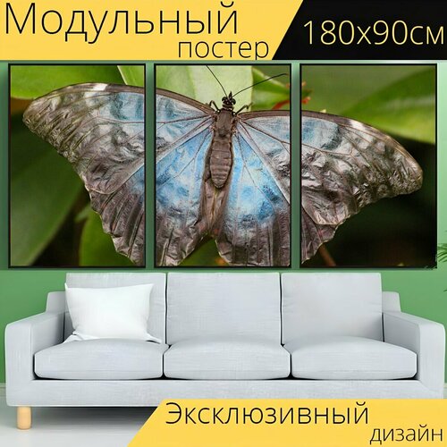 Модульный постер "Бабочка, экзотика, насекомое" 180 x 90 см. для интерьера