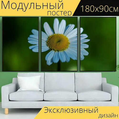 Модульный постер "Полевой цветок, цветок, природа" 180 x 90 см. для интерьера