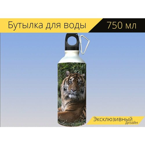 Бутылка фляга для воды "Тигр, животное, зоопарк" 750 мл. с карабином и принтом