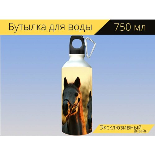 Бутылка фляга для воды "Лошадь, плесень, вечерний свет" 750 мл. с карабином и принтом