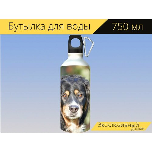 Бутылка фляга для воды "Бернский зенненхунд, собака, домашний питомец" 750 мл. с карабином и принтом