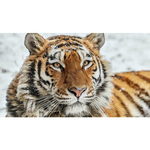 Картина на холсте 60x110 LinxOne "Дикая кошка тигрица морда взгляд" интерьерная для дома / на стену / на кухню / с подрамником