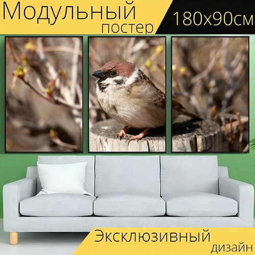 Модульный постер "Воробей, птицы, житель птица" 180 x 90 см. для интерьера