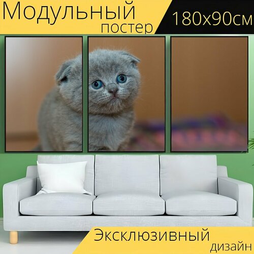 Модульный постер "Восхитительный, животное, кошка" 180 x 90 см. для интерьера