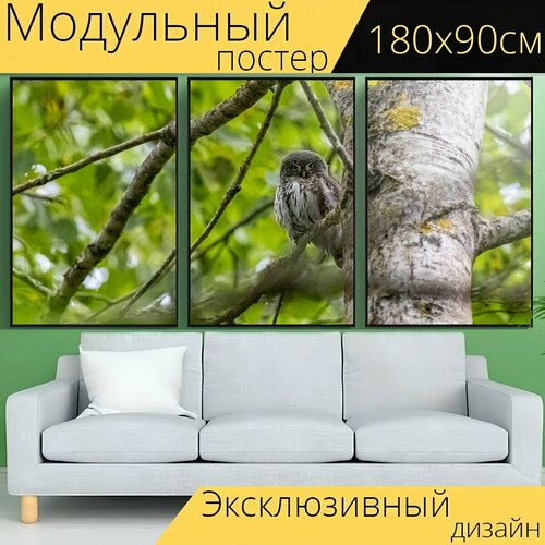 Модульный постер "Евразийская карликовая сова, сова сидит на ветке, сова" 180 x 90 см. для интерьера