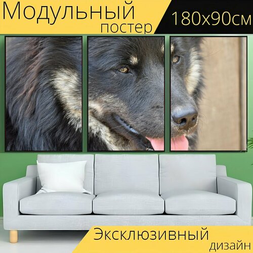Модульный постер "Собака, домашний питомец, одомашненный" 180 x 90 см. для интерьера