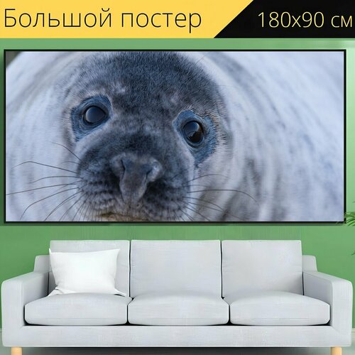 Большой постер "Тюлень, серый тюлень, дикий" 180 x 90 см. для интерьера