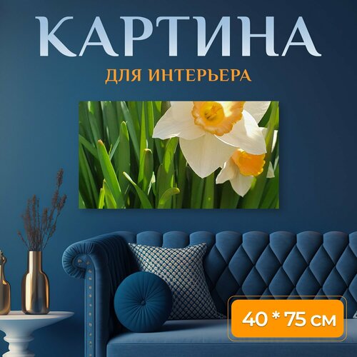 Картина на холсте "Нарциссы, цветы, лужайка" на подрамнике 75х40 см. для интерьера