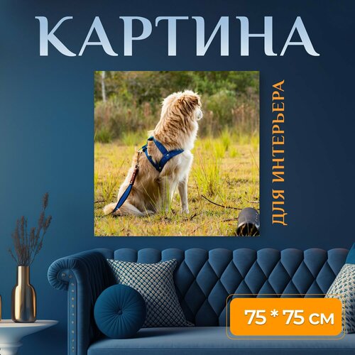 Картина на холсте "Собака, трава, животное" на подрамнике 75х75 см. для интерьера