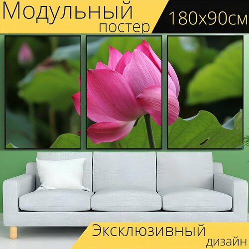 Модульный постер "Лотос, цветок, розовый цветок" 180 x 90 см. для интерьера