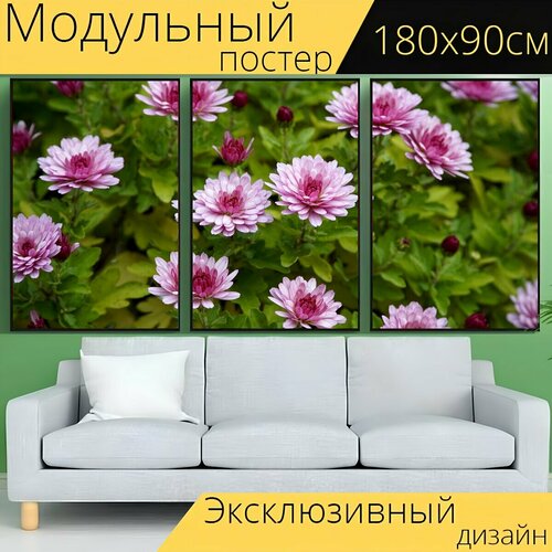 Модульный постер "Хризантемы, цветы, сад" 180 x 90 см. для интерьера