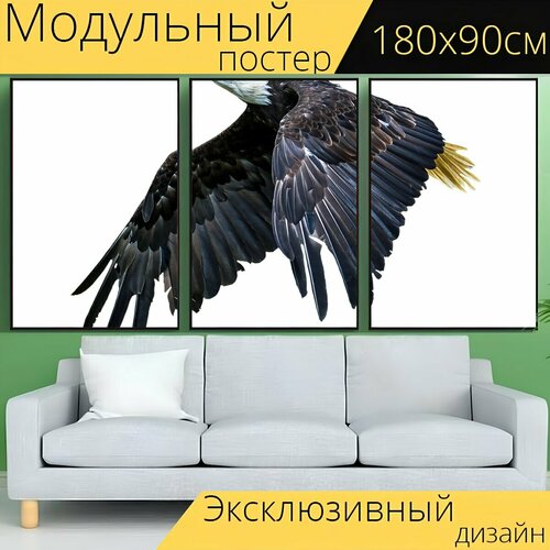 Модульный постер "Животное, птица, орел" 180 x 90 см. для интерьера
